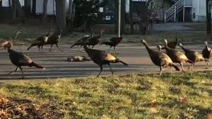 Thoughts on the turkey death cult – Jennifer Graham